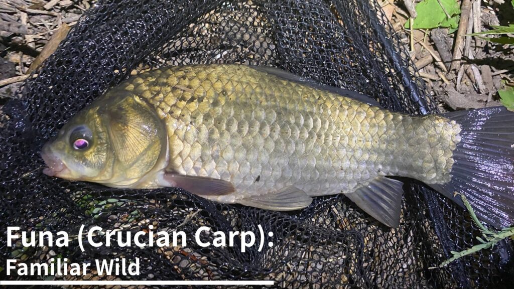 Ayu (The Sweet Fish): A Yearlong Fish Nurtured by Algae in Japan’s ...