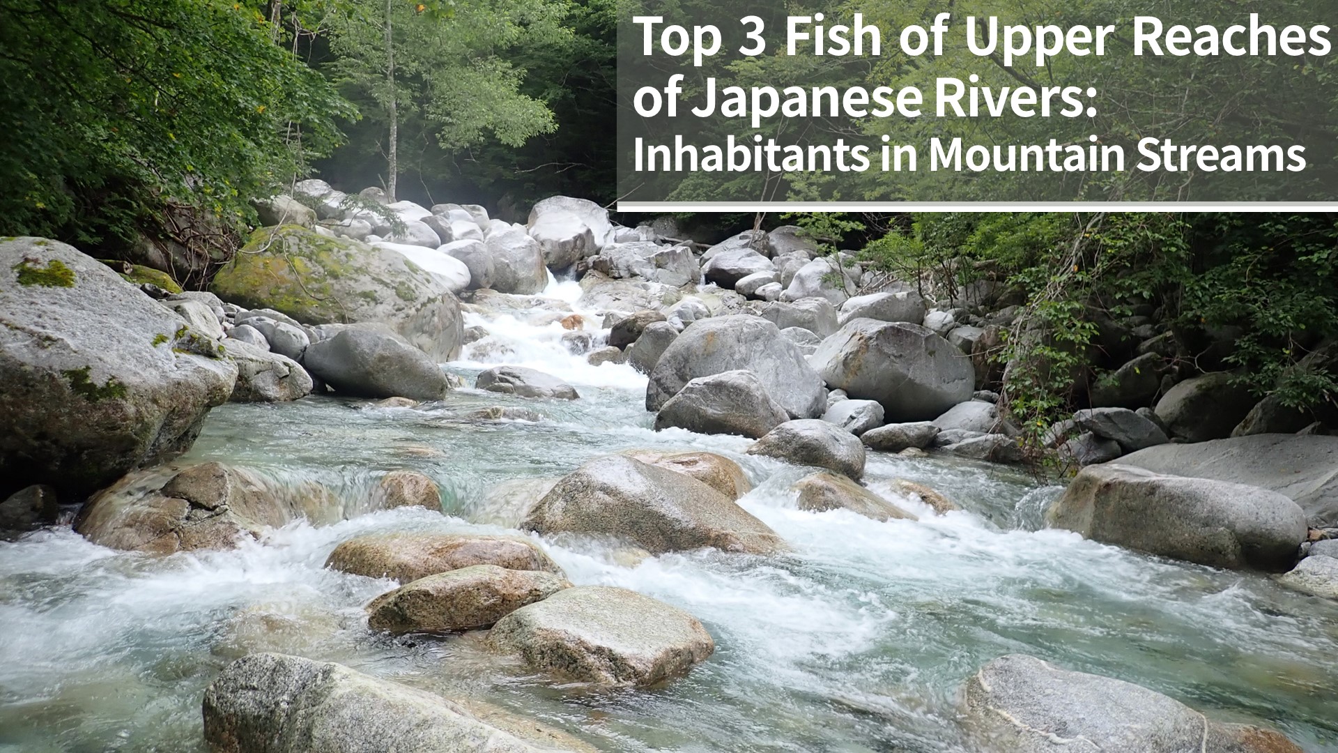 Top 3 Fish in Upstream of Japanese Rivers: Mountain Stream Inhabitants ...