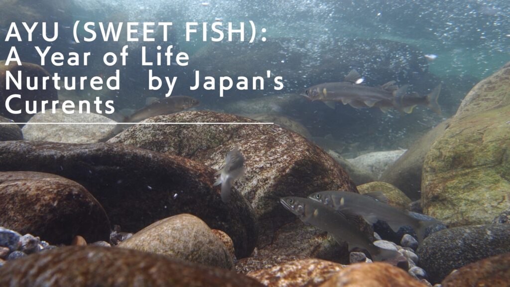 Ayu (The Sweet Fish): A Yearlong Fish Nurtured by Algae in Japan’s ...