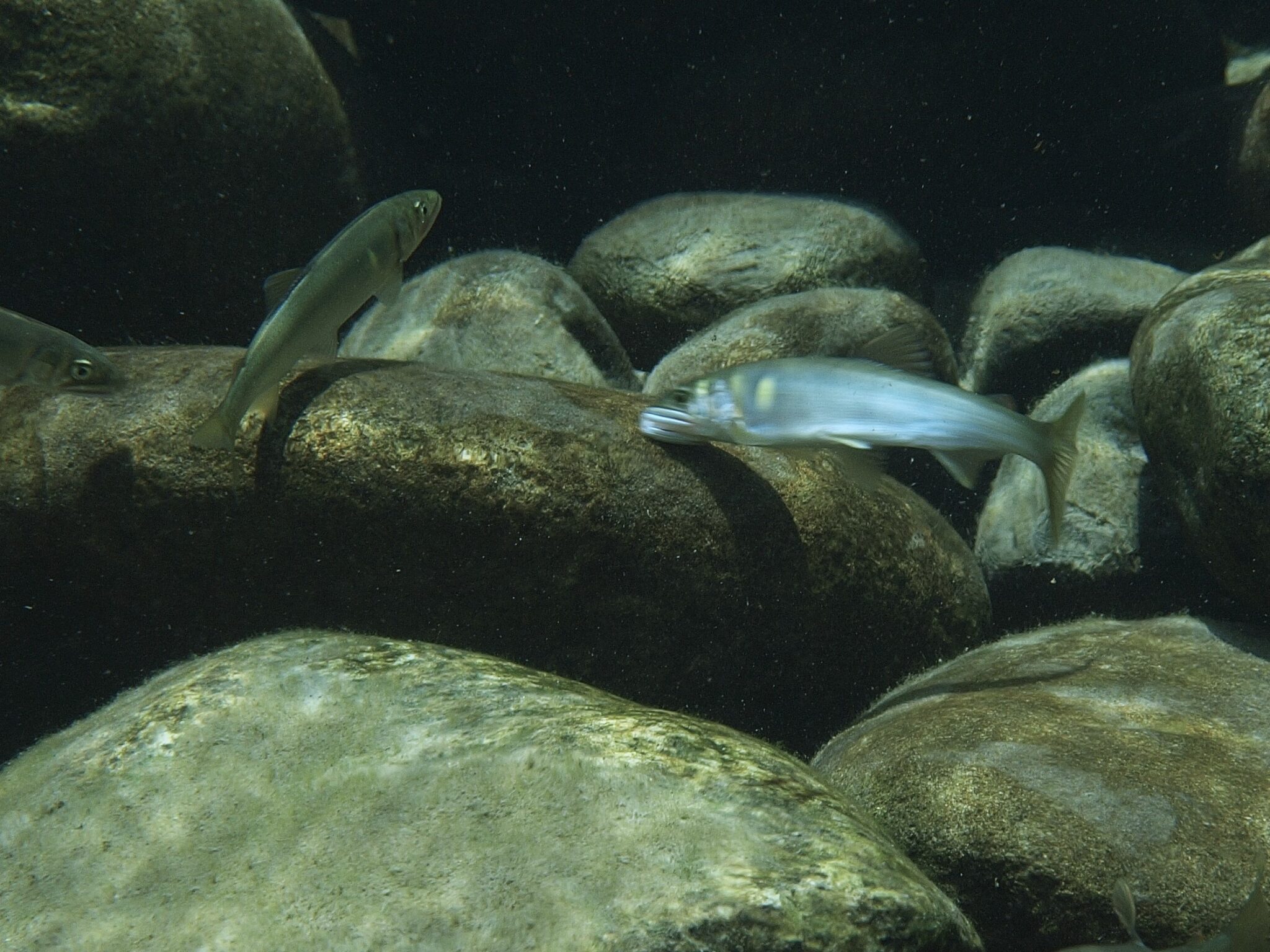 Ayu (The Sweet Fish): A Yearlong Fish Nurtured by Algae in Japan’s ...