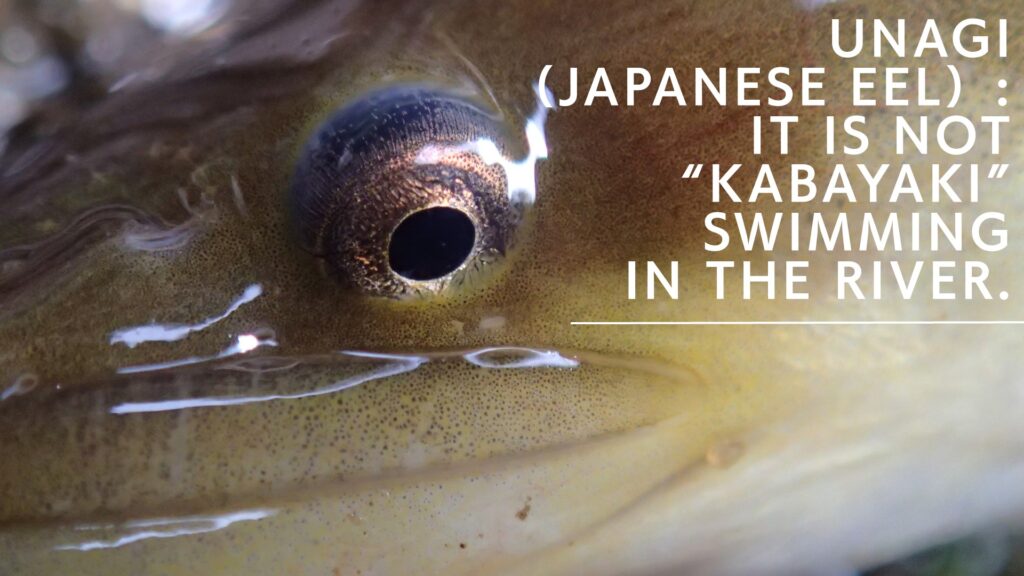 Ayu (The Sweet Fish): A Yearlong Fish Nurtured by Algae in Japan’s ...