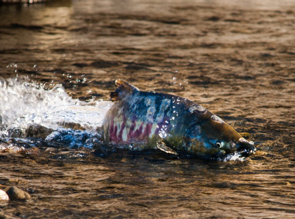 Fish Fauna and Features of the Nakagawa River (Japan: Kanto Region ...