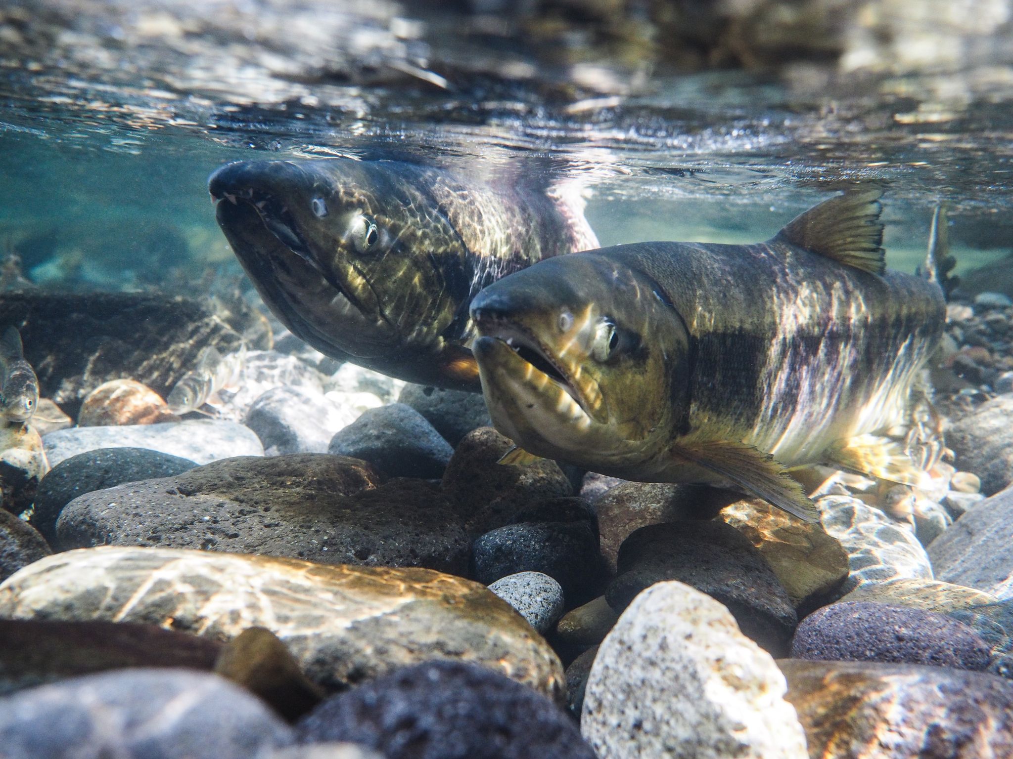 Japanese River Fish (Part 1) :What Types of Fish Are There? – with Fish ...