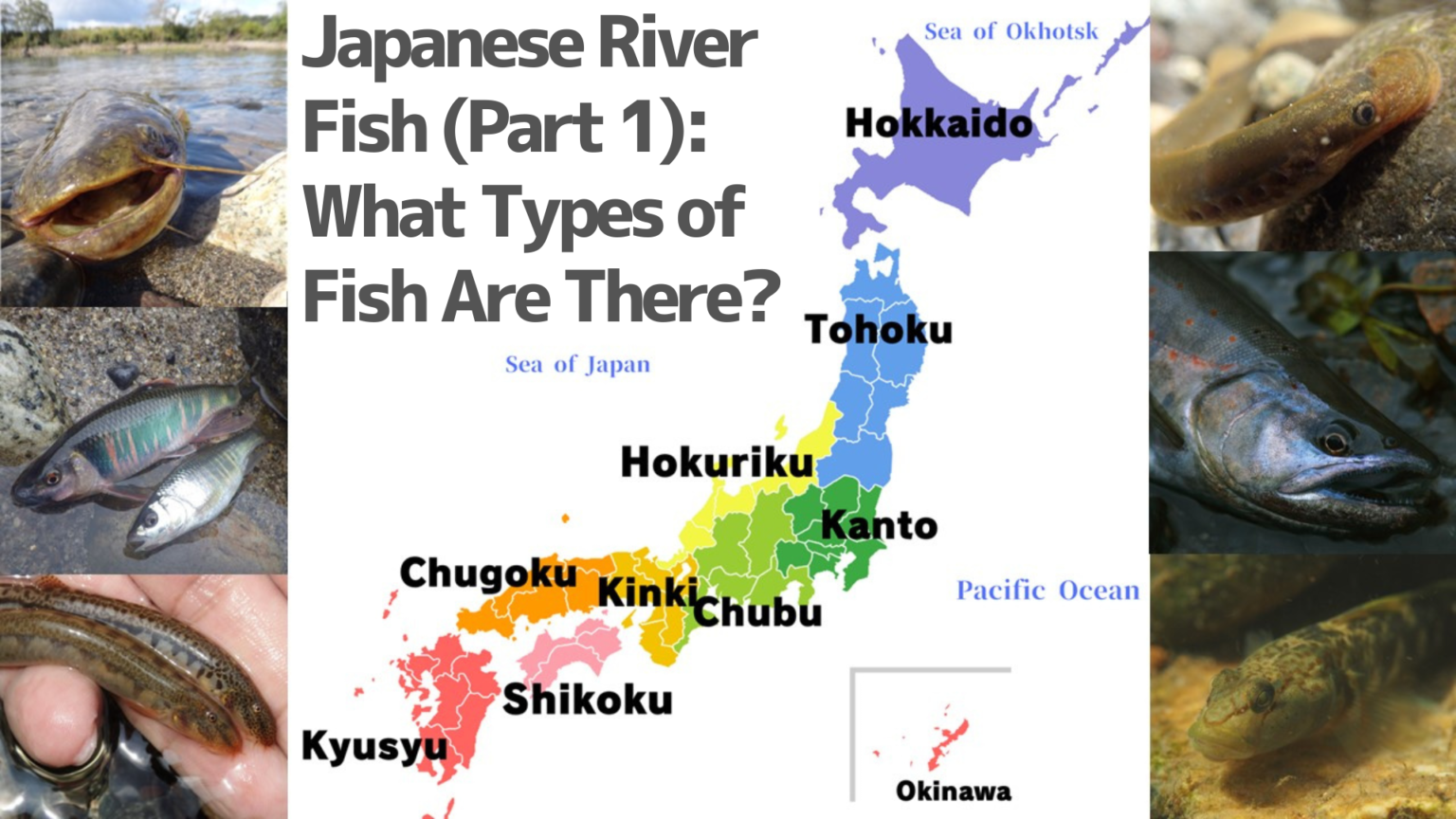 Japanese River Fish (Part 1) :What Types of Fish Are There? – with Fish ...