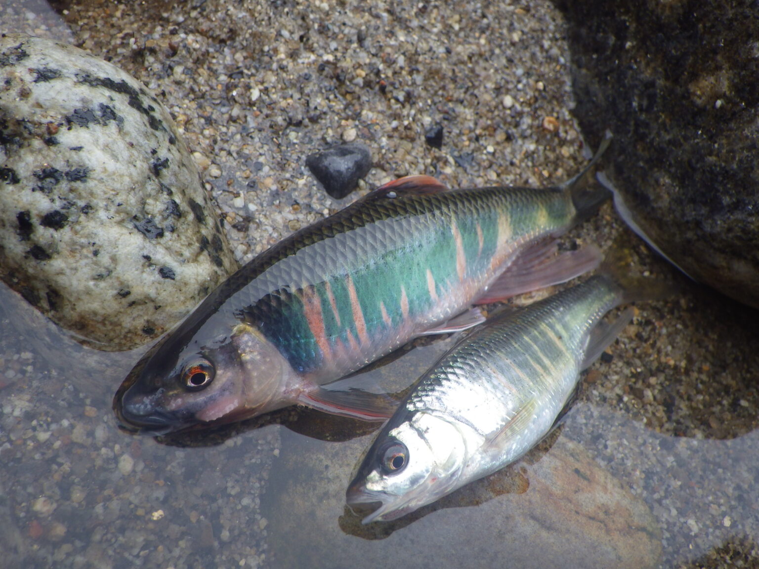 Japanese River Fish (Part 1) :What Types of Fish Are There? – with Fish ...