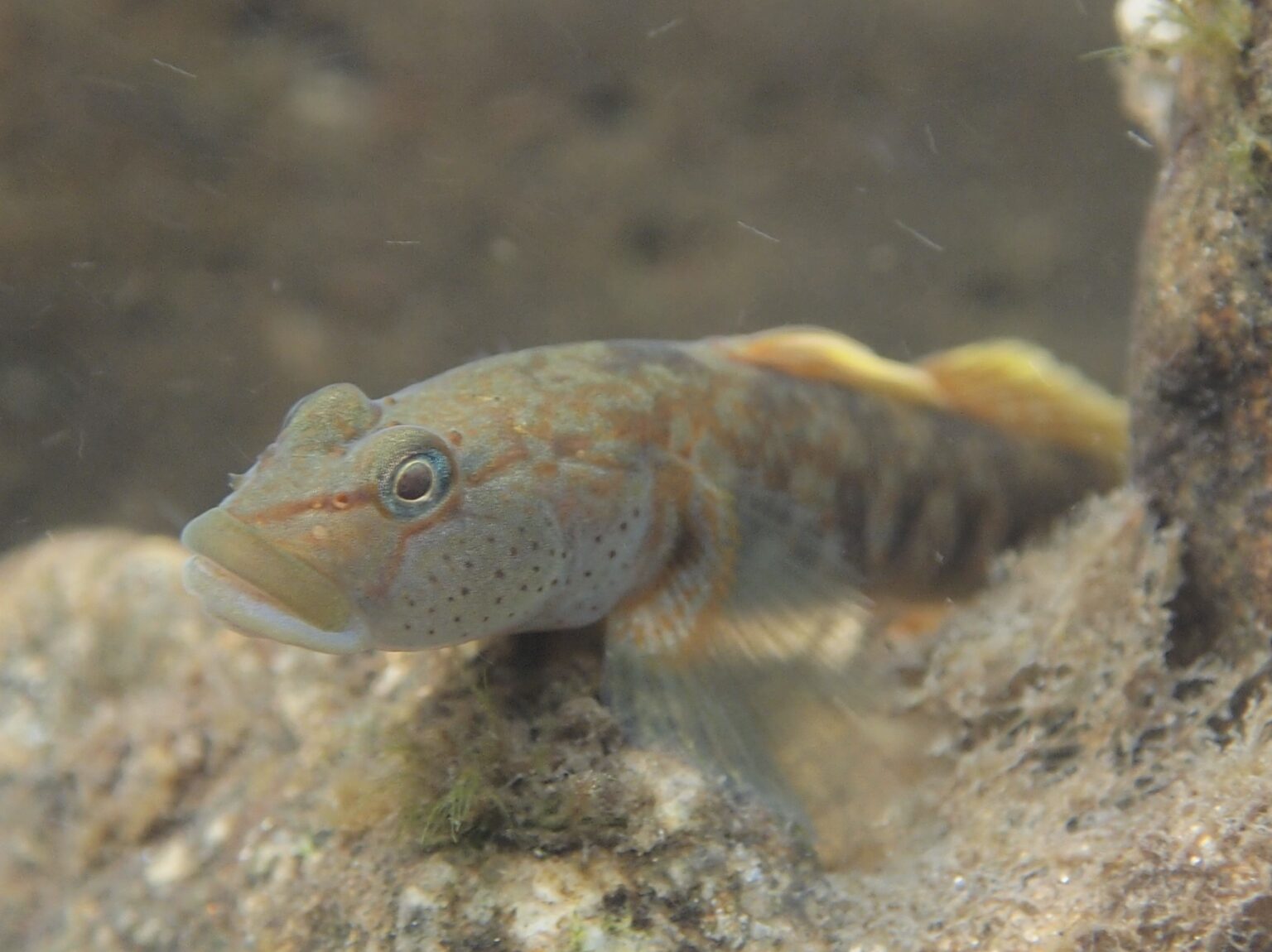 Japanese River Fish (Part 1) :What Types of Fish Are There? – with Fish ...