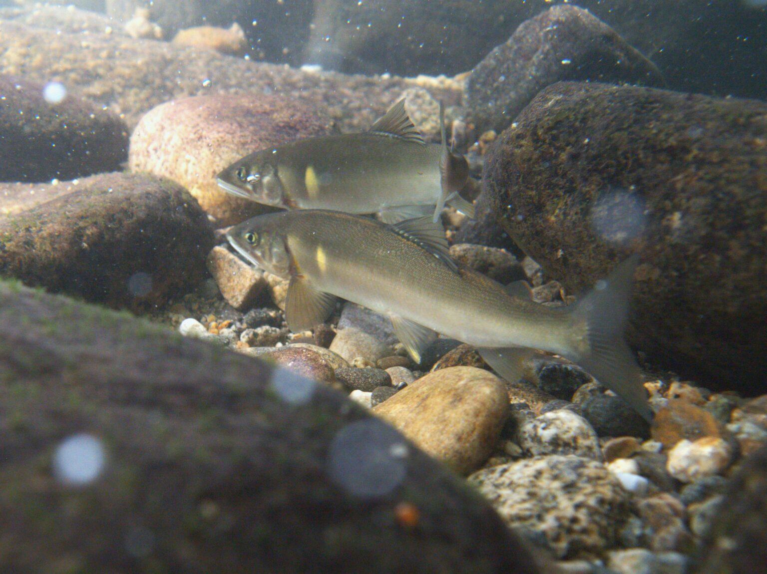 Ayu (The Sweet Fish): A Yearlong Fish Nurtured by Algae in Japan’s ...