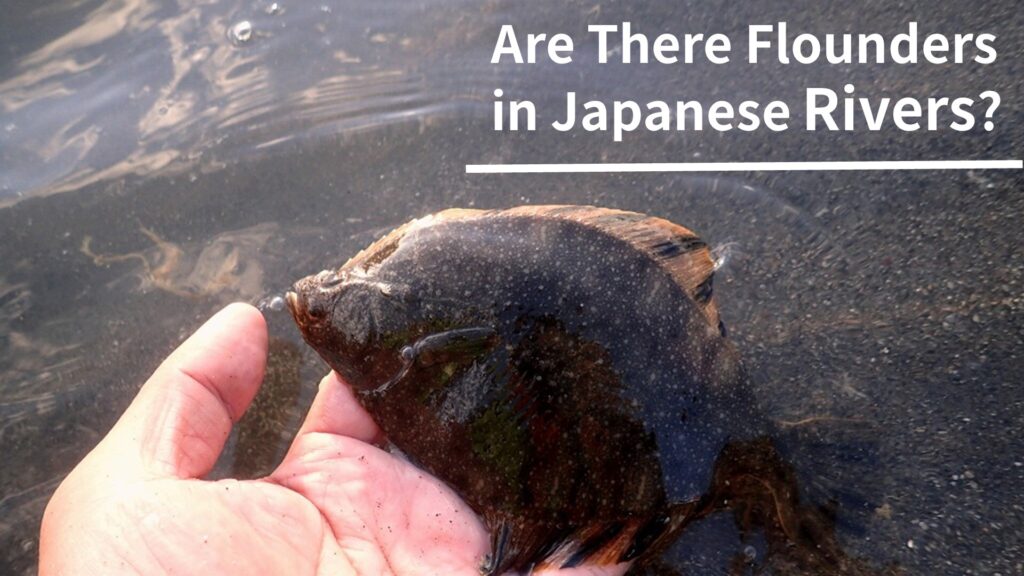 Ayu (The Sweet Fish): A Yearlong Fish Nurtured by Algae in Japan’s ...