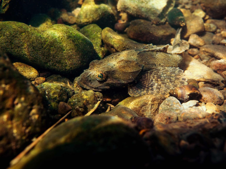 Japanese River Fish (Part 1) :What Types of Fish Are There? – with Fish ...