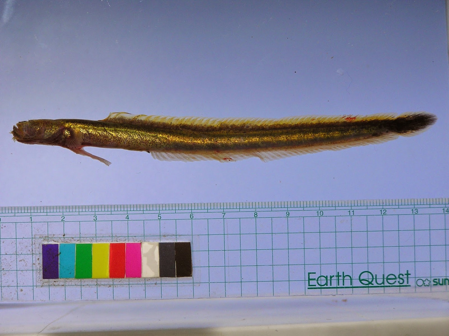 Japanese River Fish (Part 1) :What Types of Fish Are There? – with Fish ...