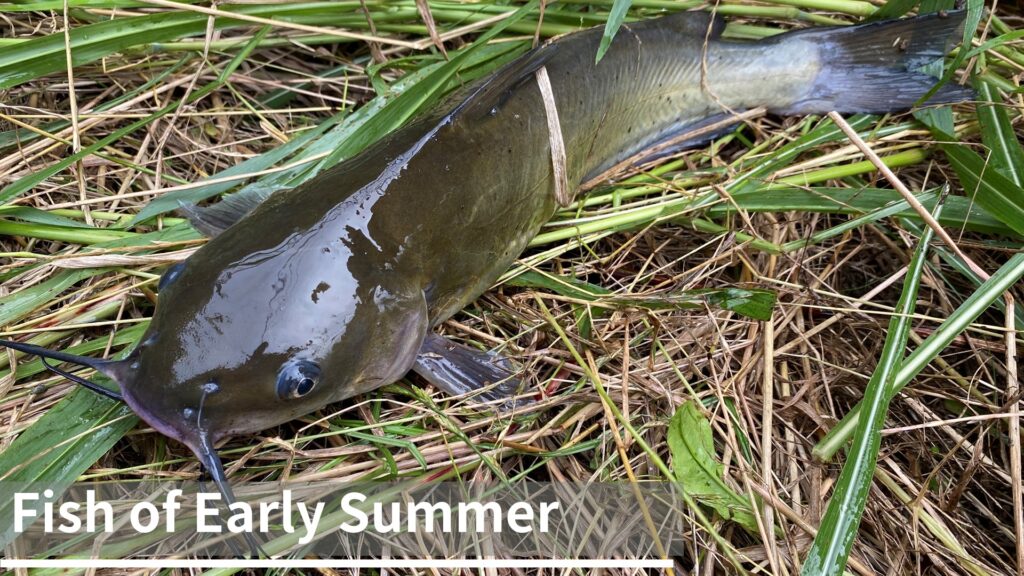 Japanese River Fish (Part 1) :What Types of Fish Are There? – with Fish ...